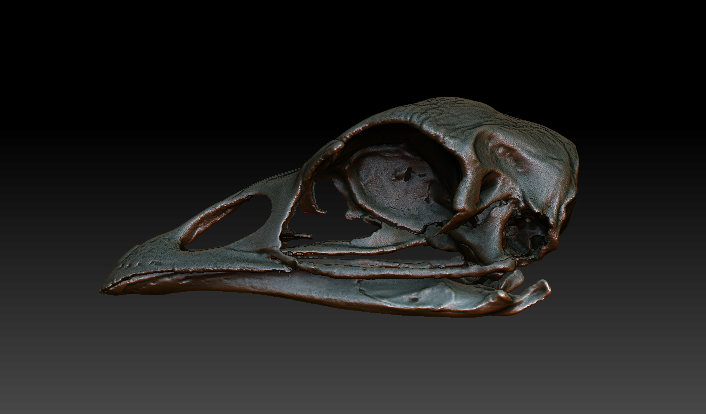 3d model skull turkey