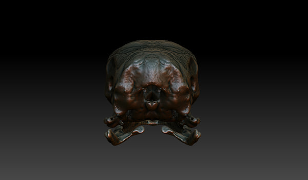 3d model skull turkey