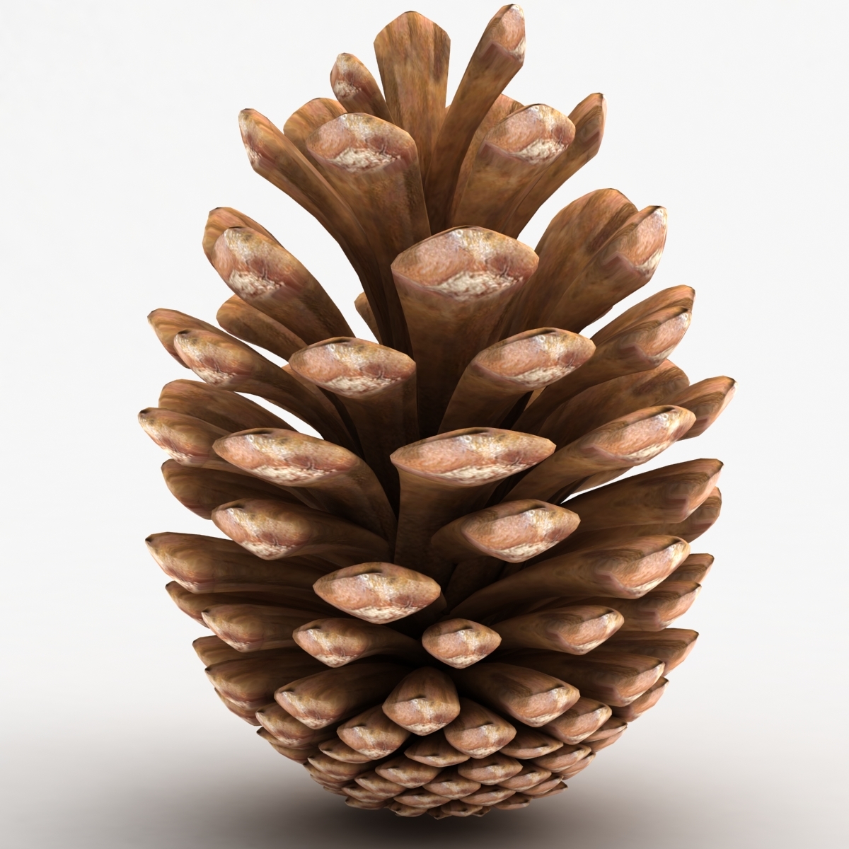 3d fir cone model