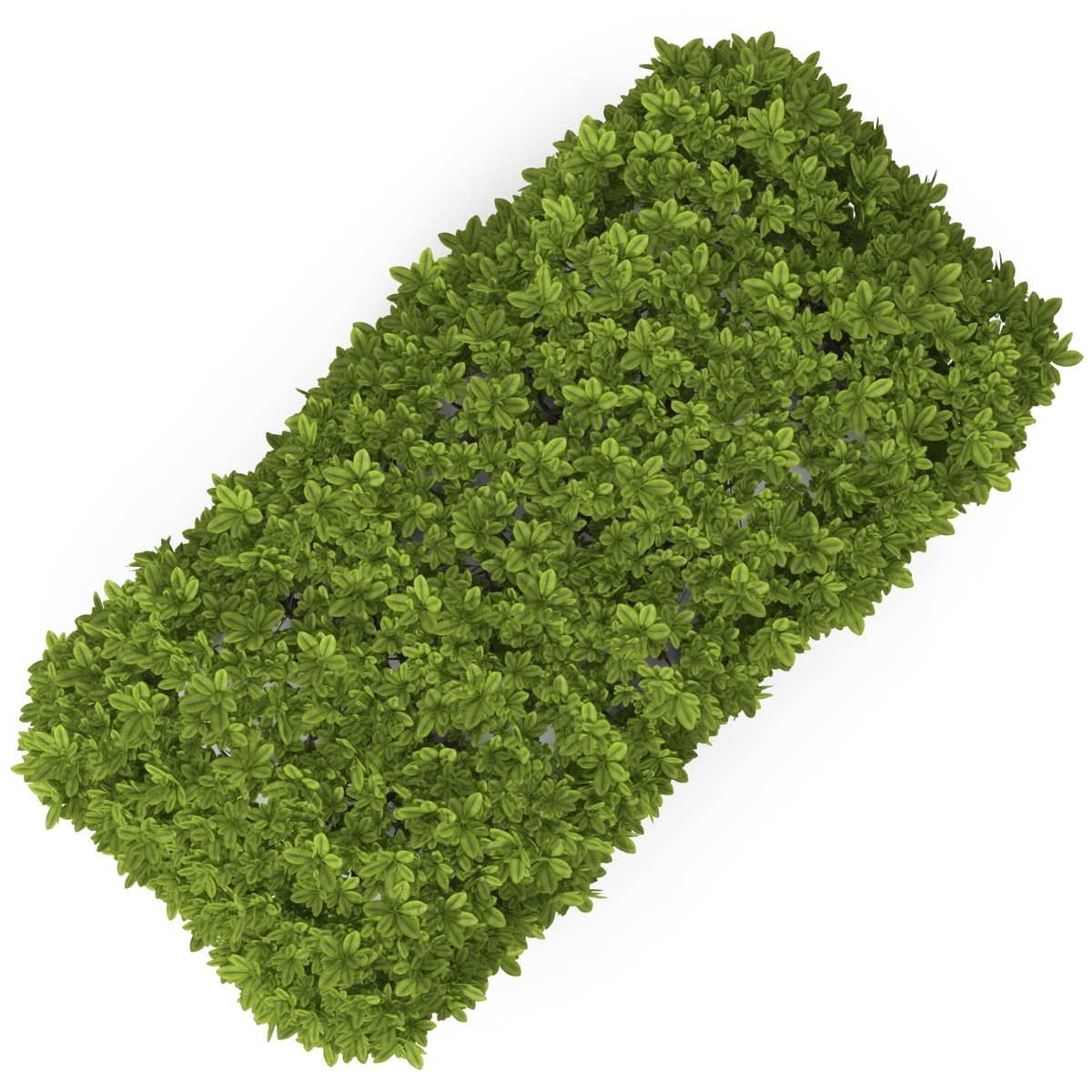 3d rectangular box hedge model