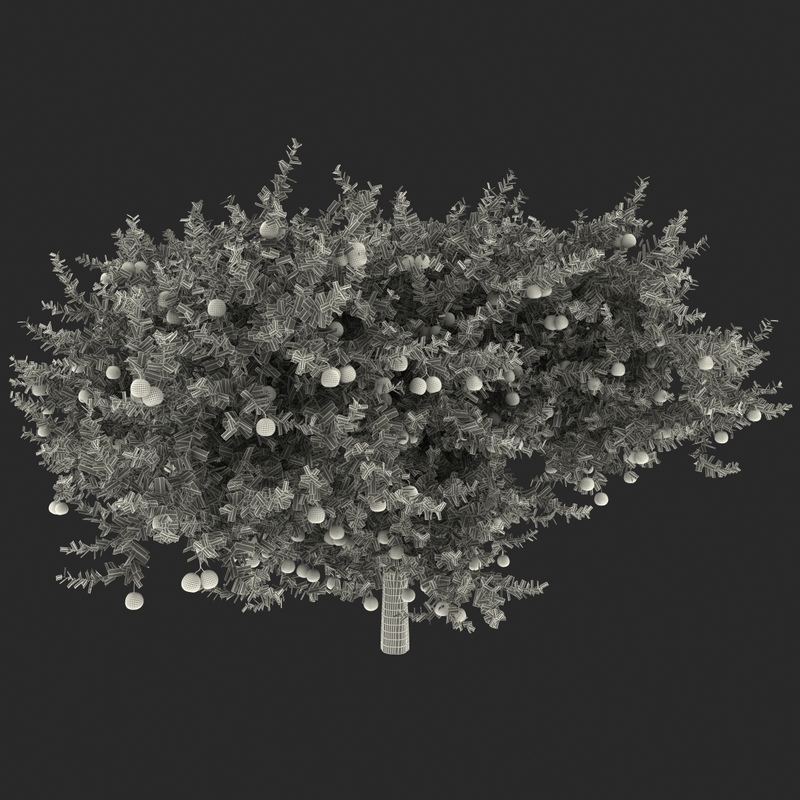 grapefruit tree 3d model