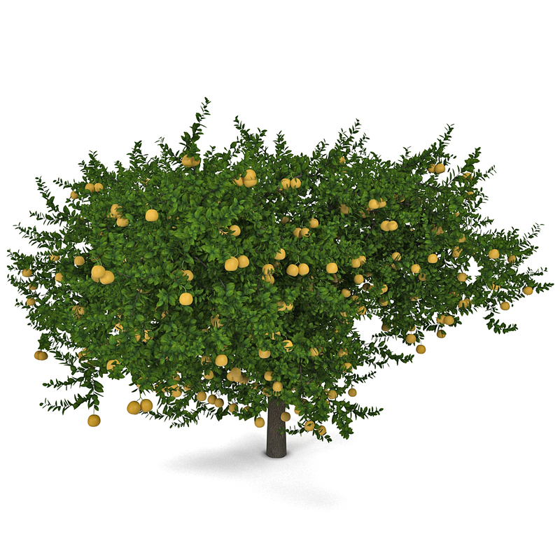 grapefruit tree 3d model