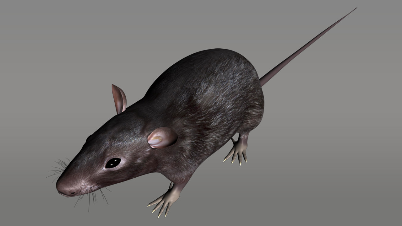 maya rat rodents black