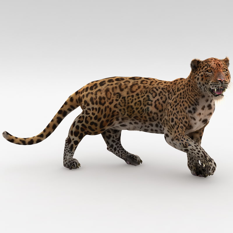 modelo 3d Pose de jaguar 2 pieles - TurboSquid 802075