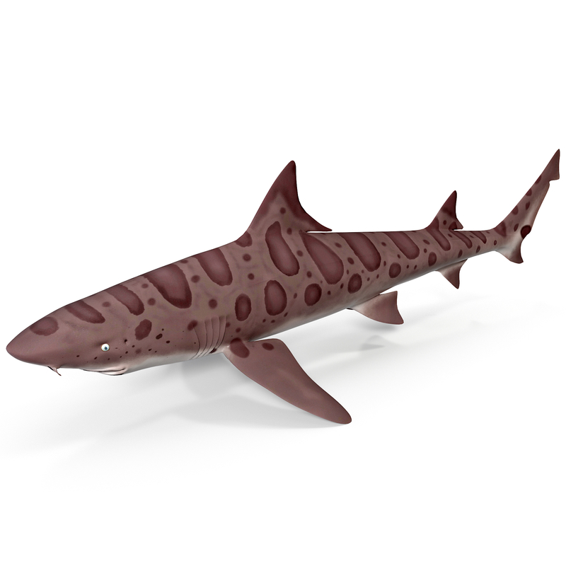 3d model leopard shark