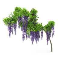 Wisteria Tree 3D Models for Download | TurboSquid