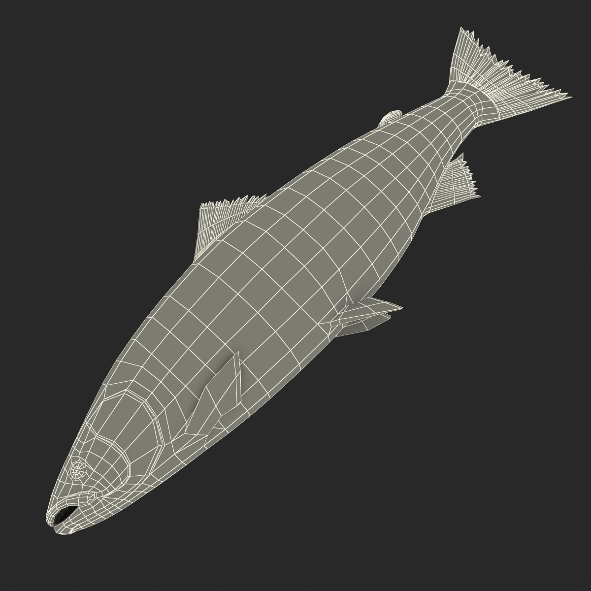 atlantic salmon 3d model