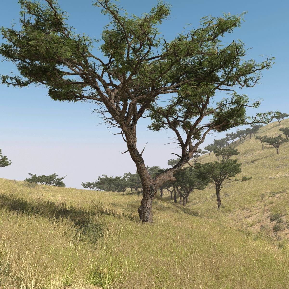 3d acacia tree model