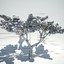 3d acacia tree model
