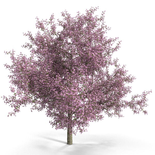 cherry tree 3d c4d
