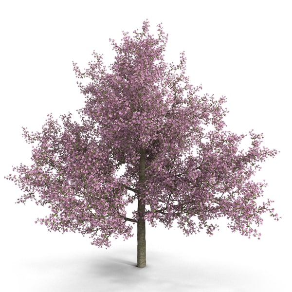 cherry tree 3d c4d