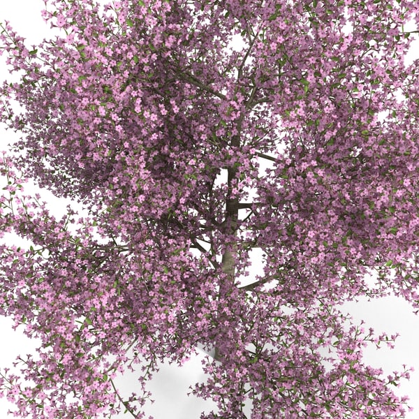 cherry tree 3d c4d
