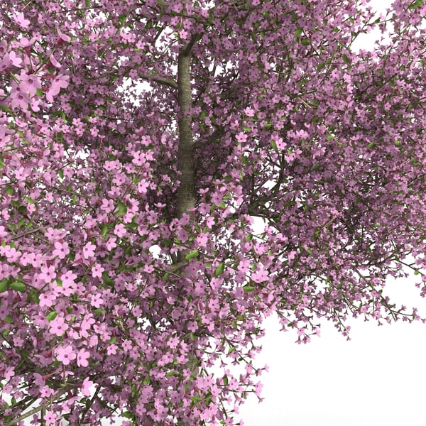 cherry tree 3d c4d