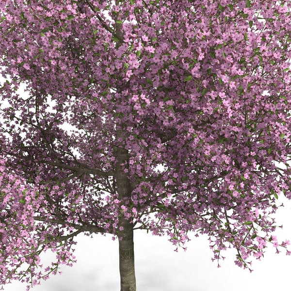 cherry tree 3d c4d