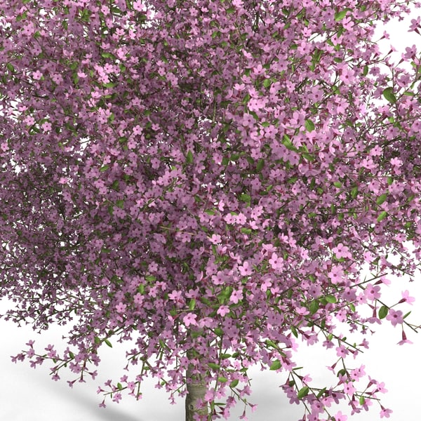 cherry tree 3d c4d