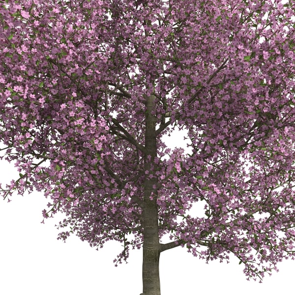 cherry tree 3d c4d