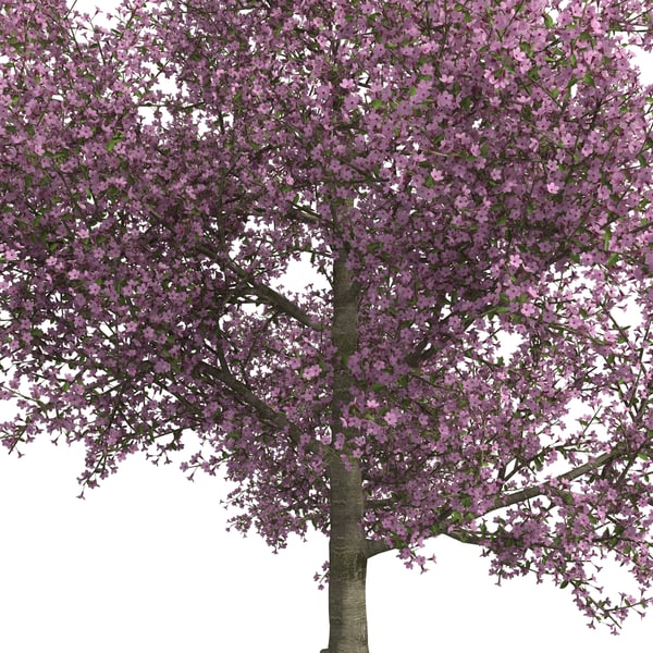cherry tree 3d c4d