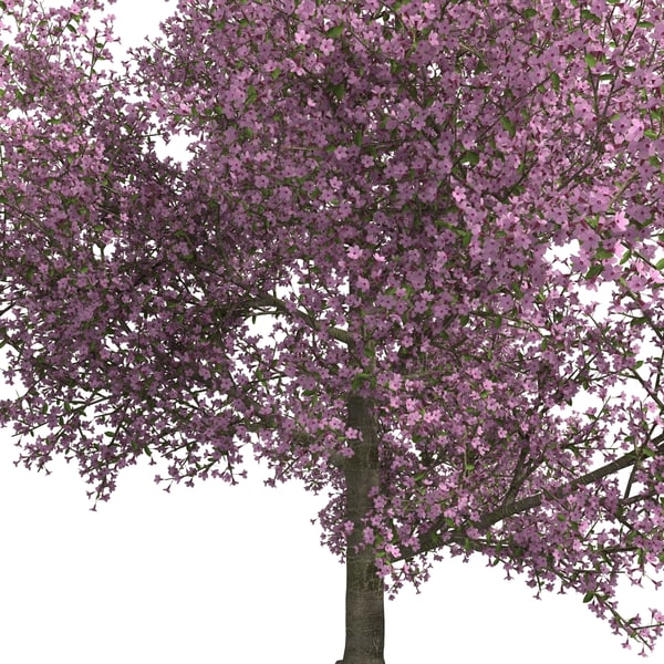 cherry tree 3d c4d
