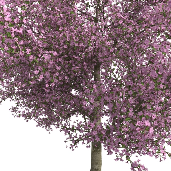 cherry tree 3d c4d
