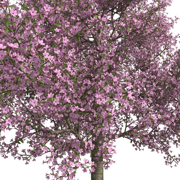 cherry tree 3d c4d