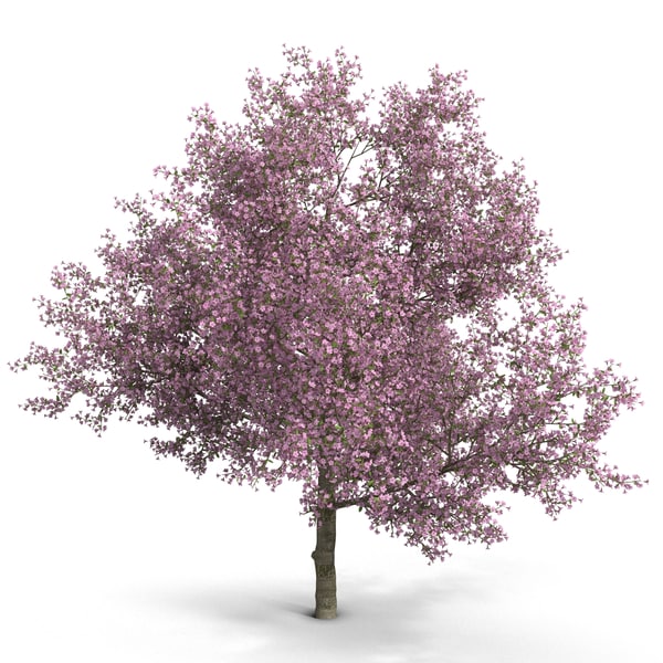 cherry tree 3d c4d