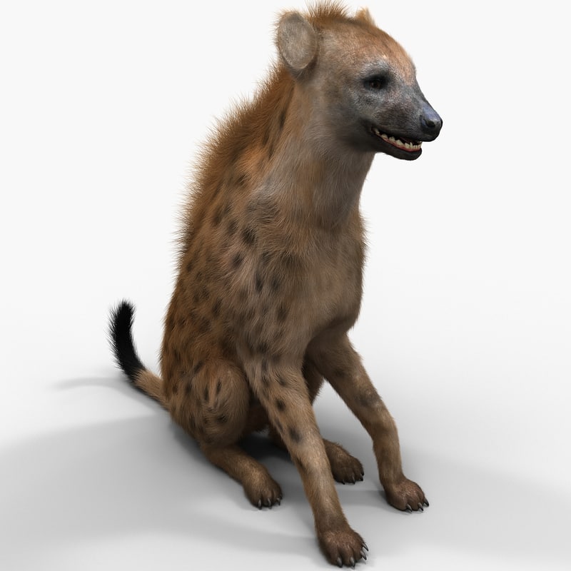 3d hyena pose 3 fur model