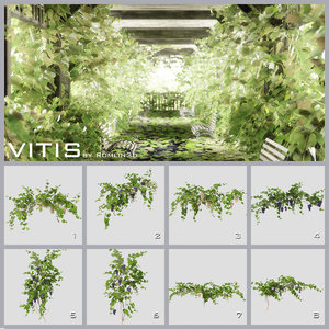 Vine 3D Models for Download | TurboSquid