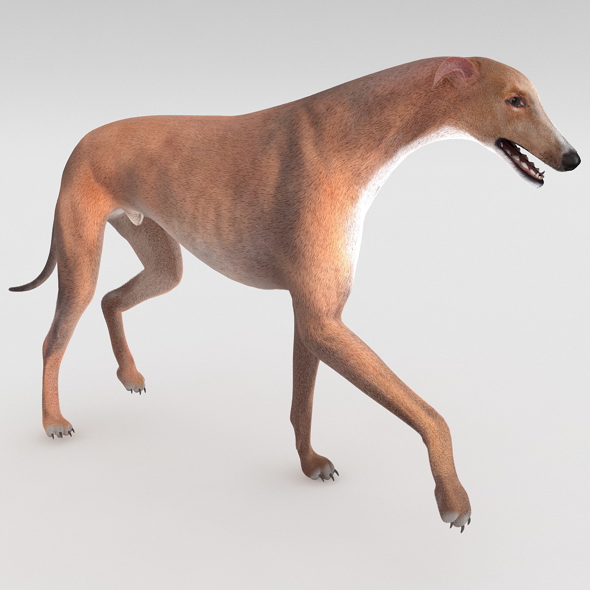Australian Greyhound Pose 2 Fur Modelo 3D - TurboSquid 804163