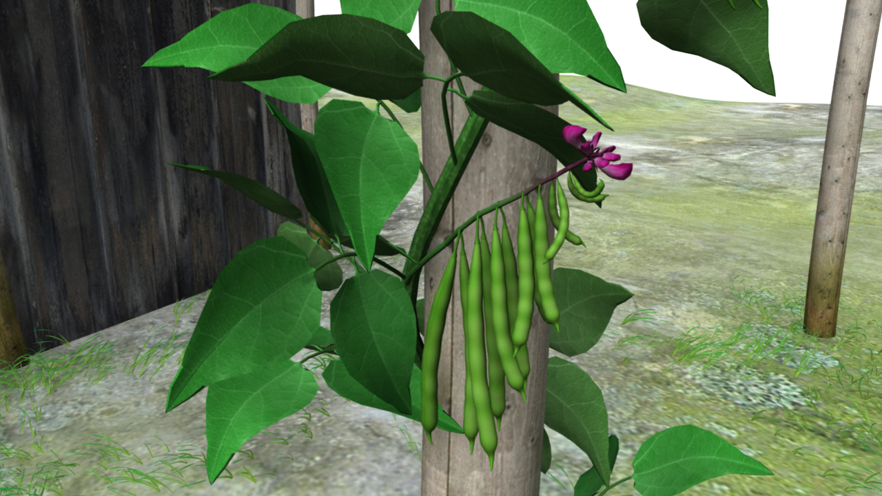 3d green bean plant