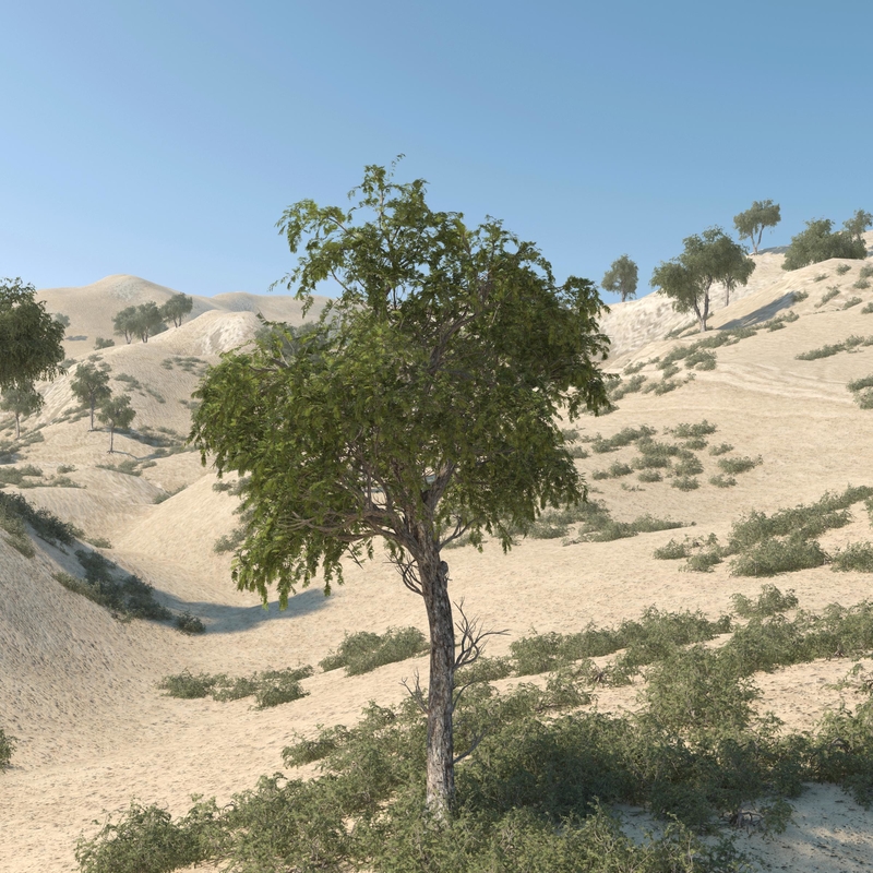 3d ghaf tree model