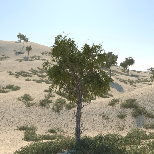 3d ghaf tree model