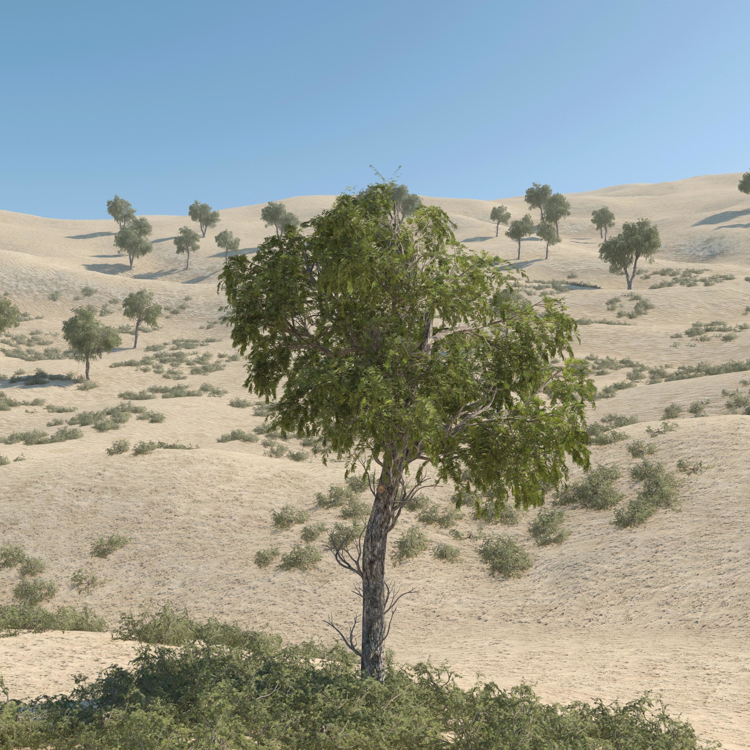 3d ghaf tree model