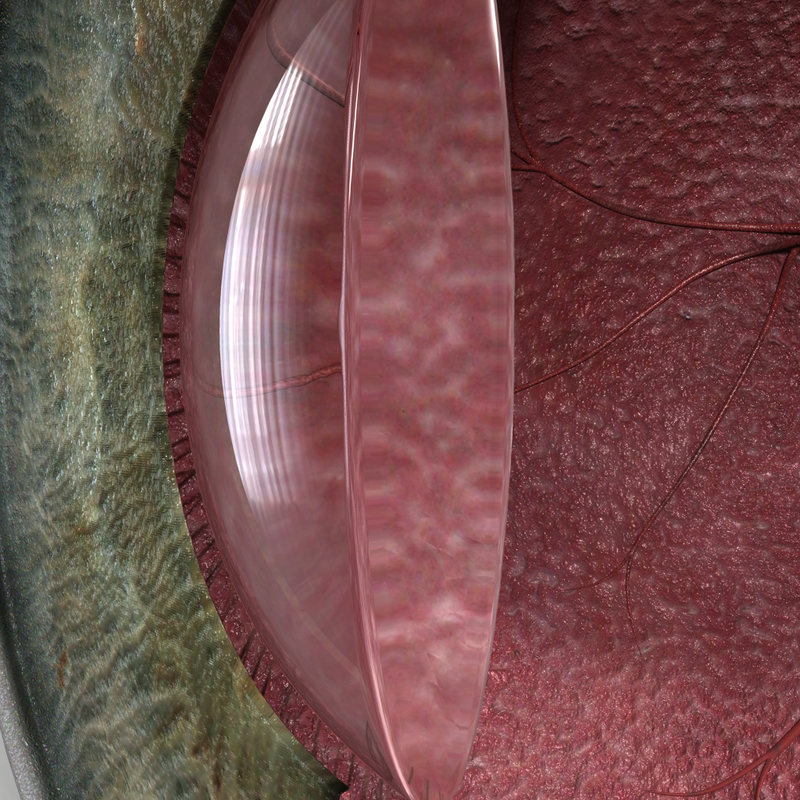3d model of human eye