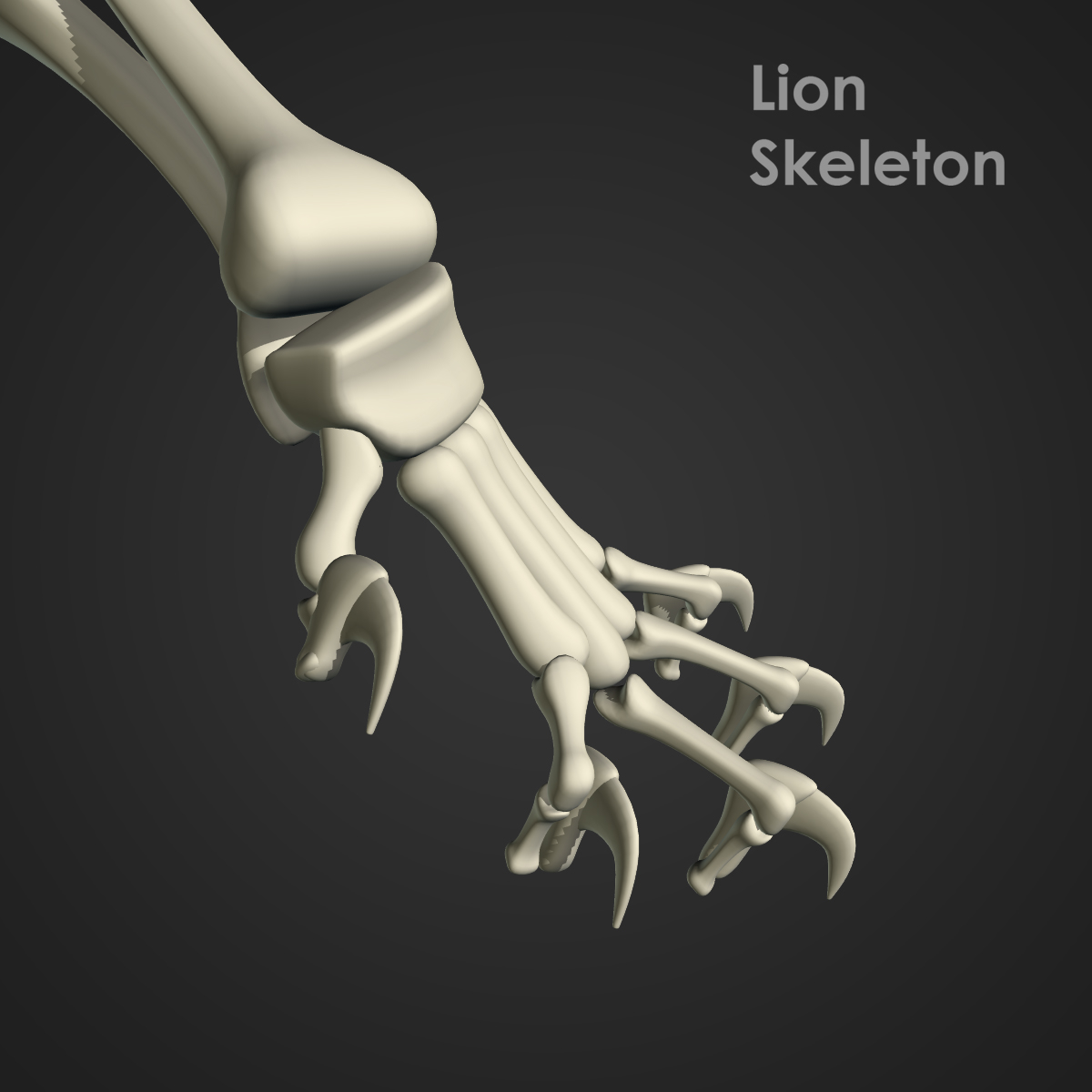 max rigged lion skeleton bones