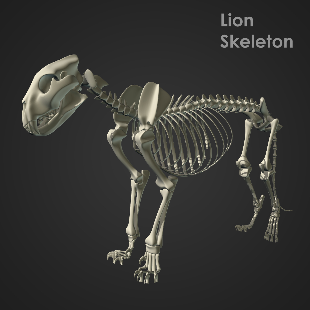 max rigged lion skeleton bones