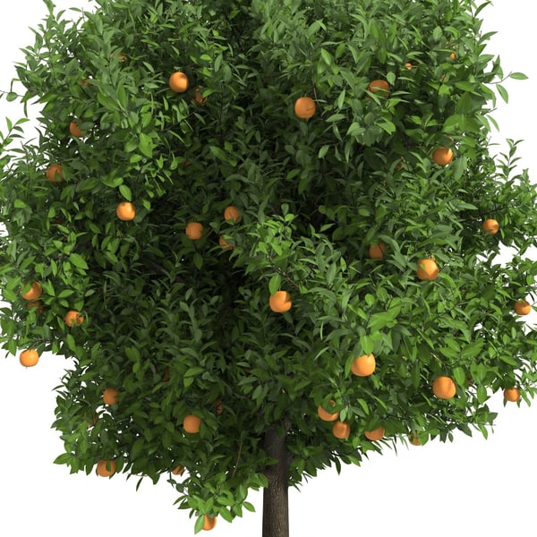 fruit tree 3d max