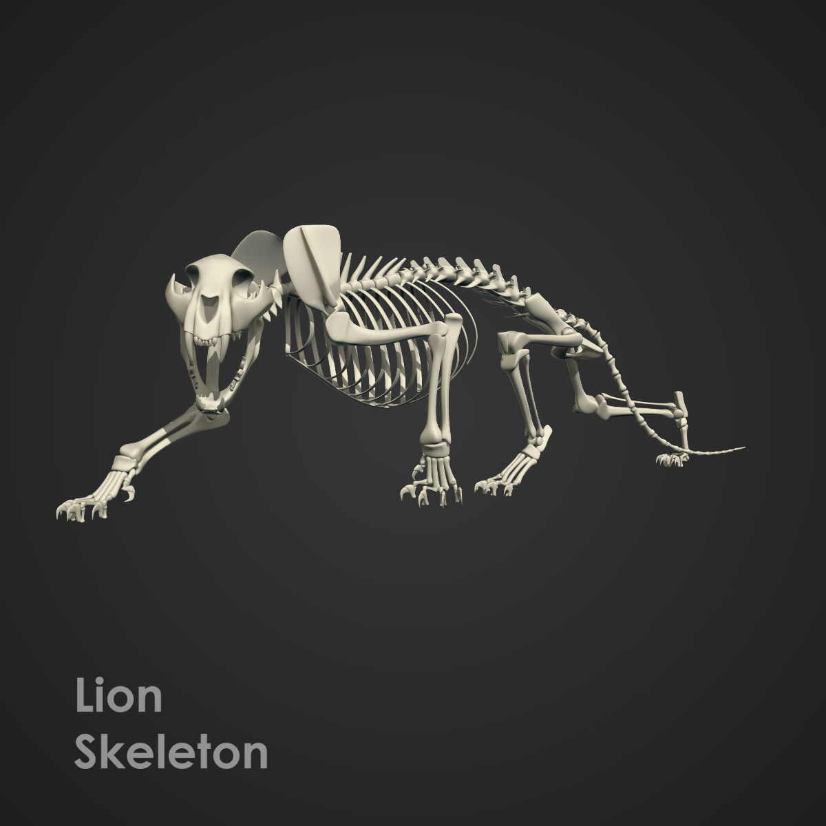 Max Rigged Lion Skeleton Bones