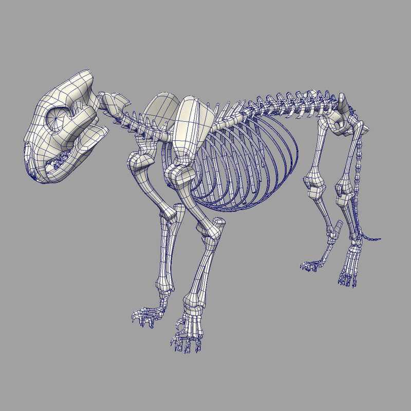 max rigged lion skeleton bones