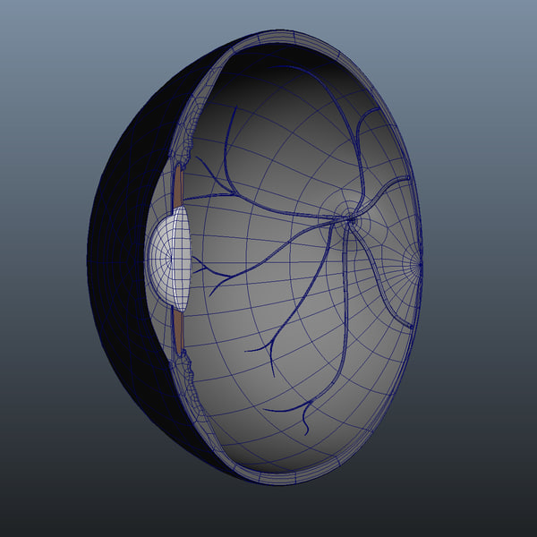 3d model of human eye