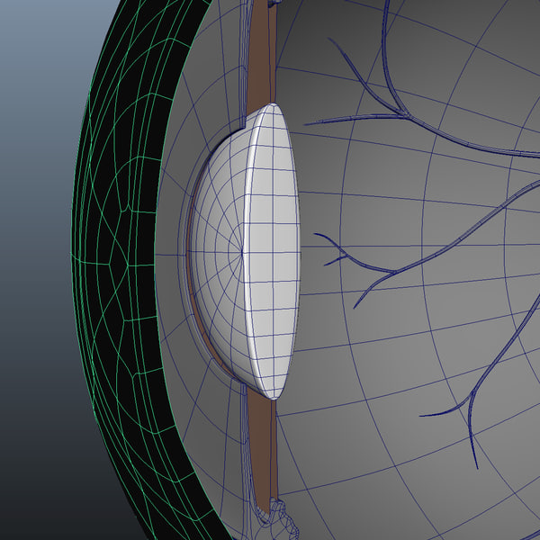 3d model of human eye
