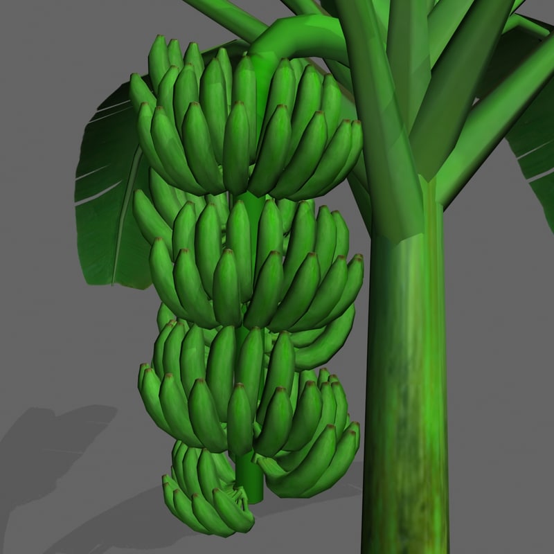 3d banana tree