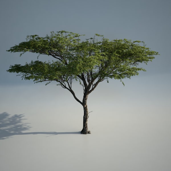 max acacia tree