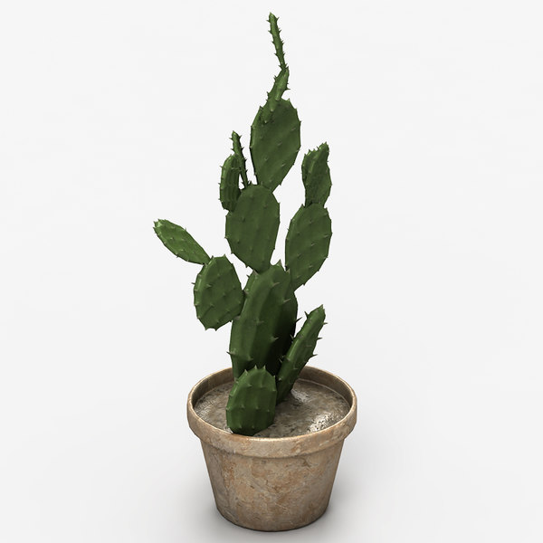 max realistic cactus