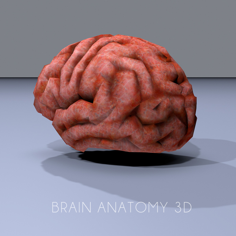 3d model brain
