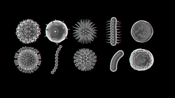 3d model protozoa girdia