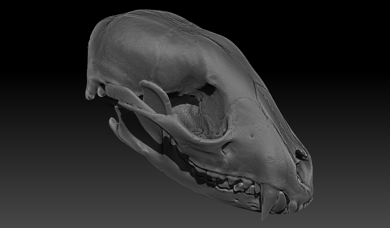 raccoon skull 3d model