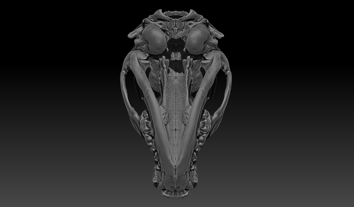 raccoon skull 3d model