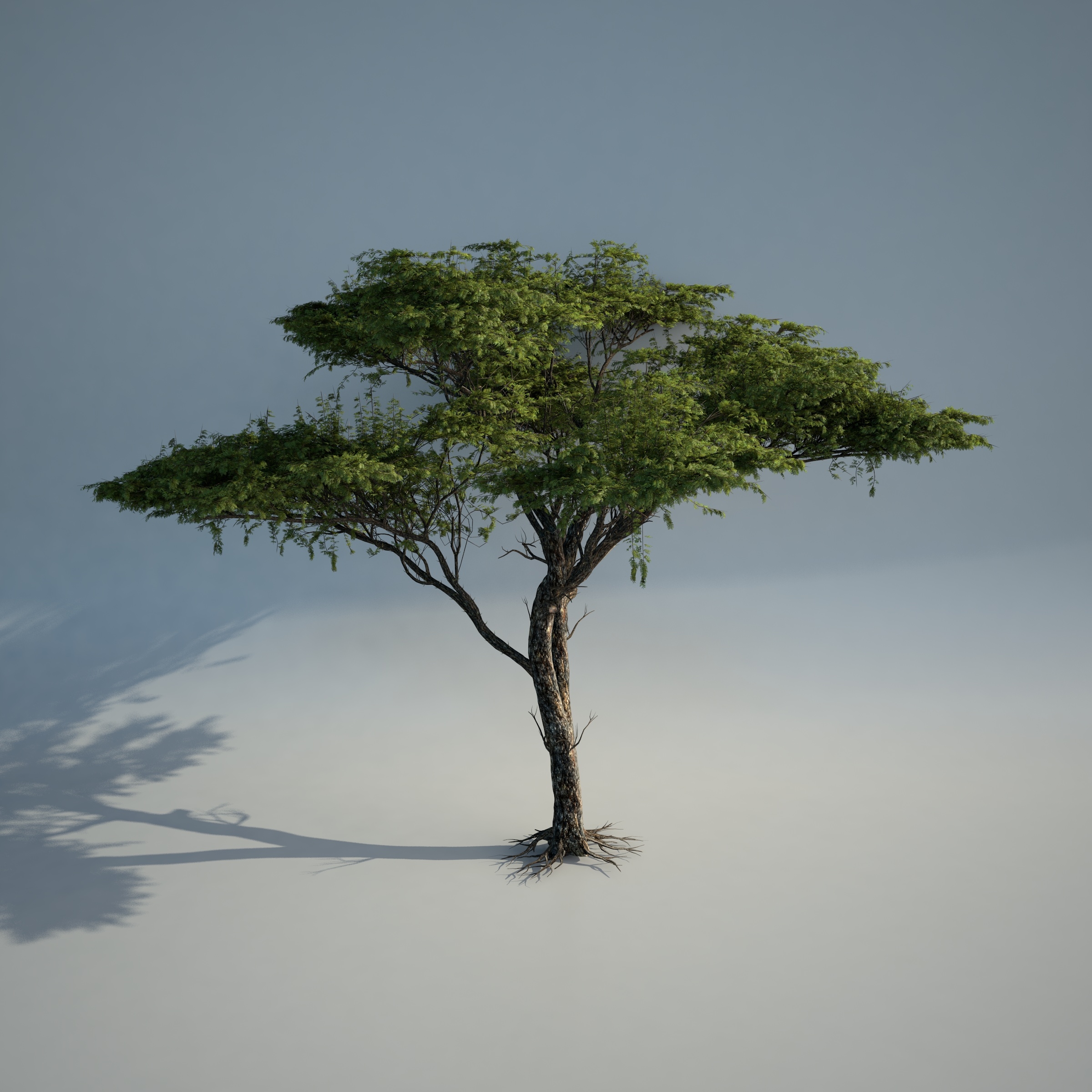 max acacia tree