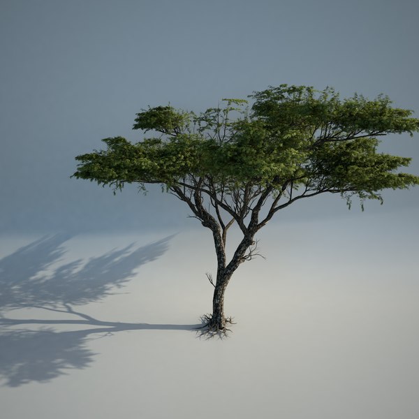 max acacia tree