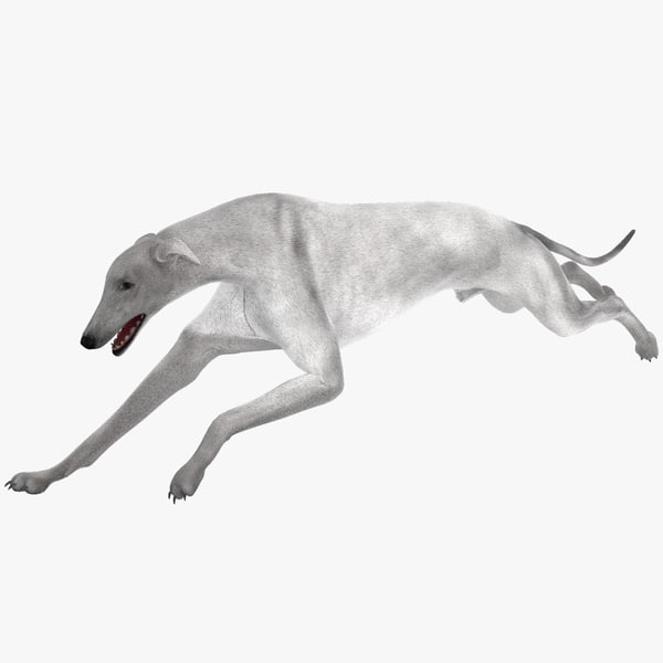 Australian Greyhound 2 Pose 3 Fur Modelo 3D - TurboSquid 802071
